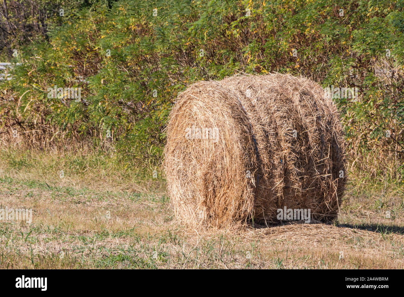 Pile of hay hi-res stock photography and images - Alamy
