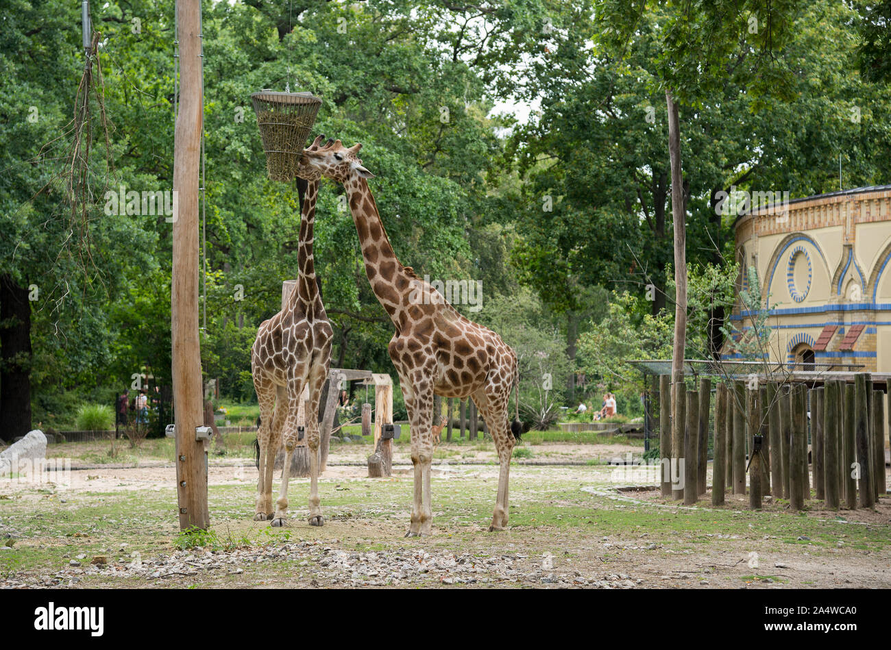 Berlin zoo giraffe hi-res stock photography and images - Alamy
