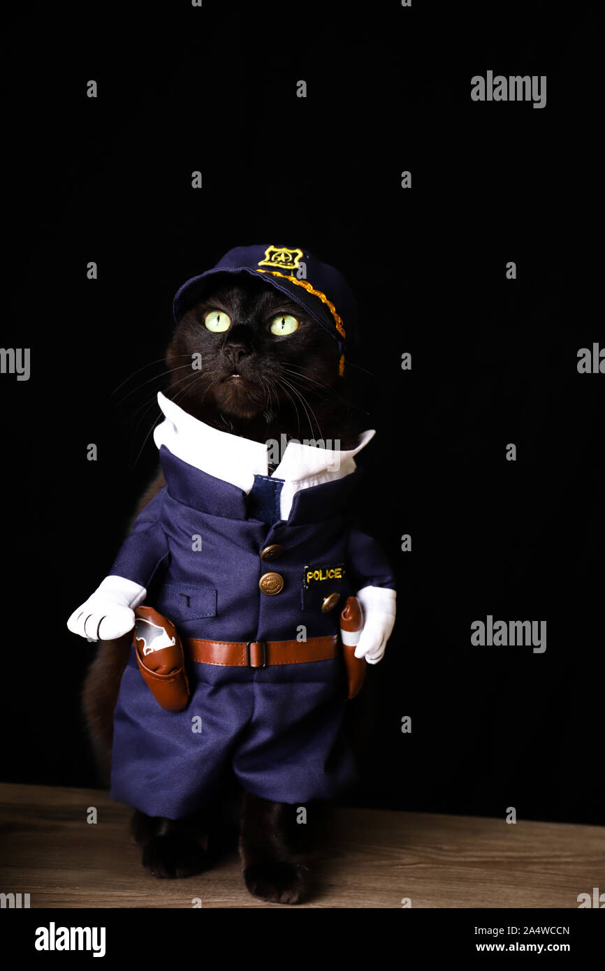 A black cat dressed as a police officer against a black background ...