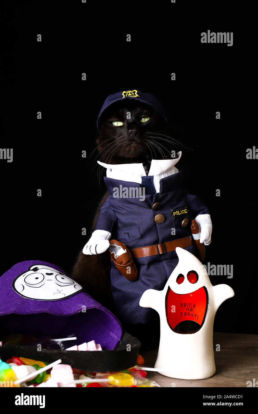 A black cat dressed as a police officer stands on top of a wooden table ...