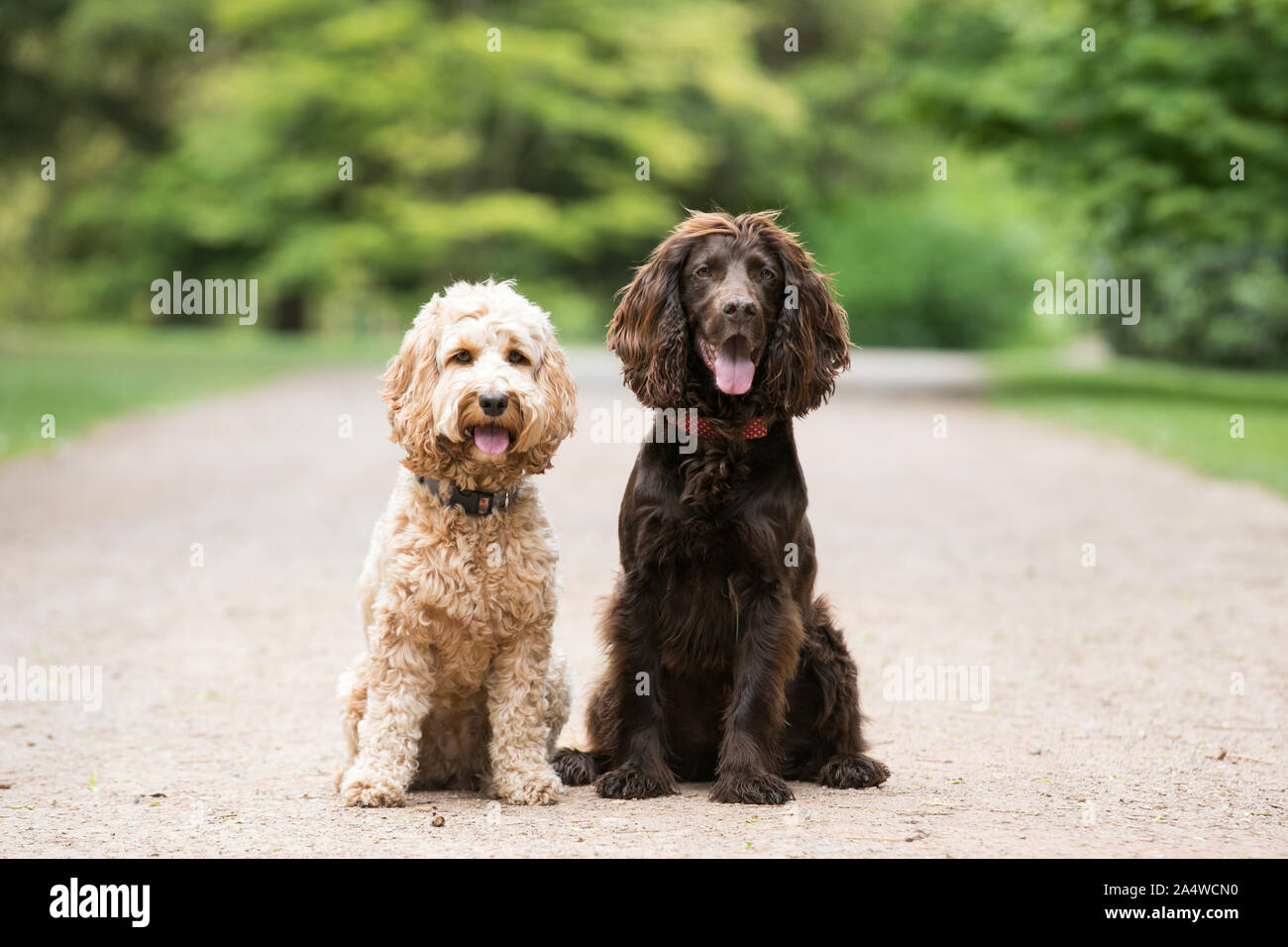 Cocker spaniel poodle cross hi-res stock photography and images - Alamy