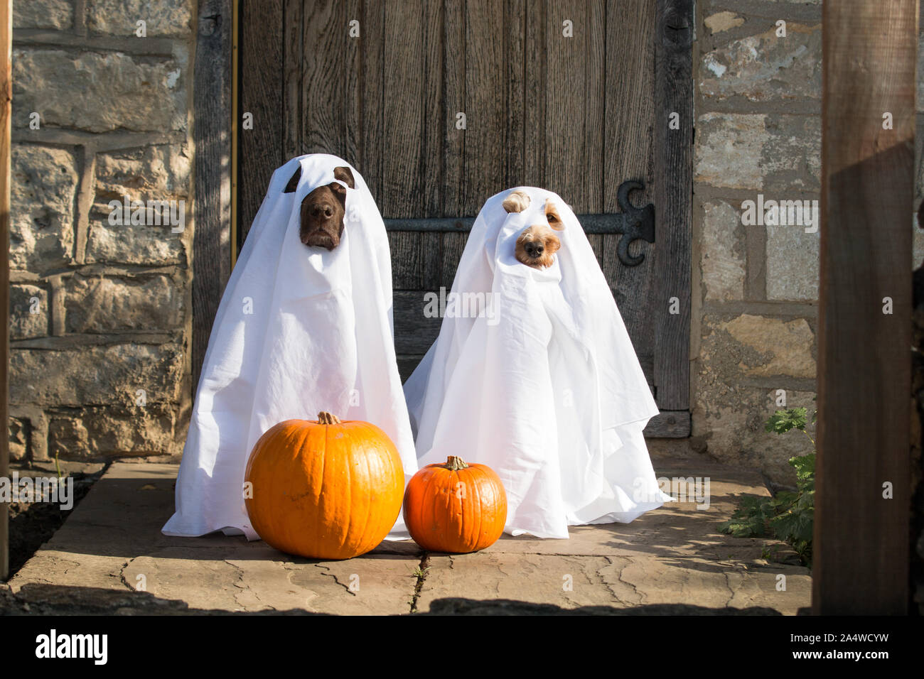 Dogs dressed as ghosts Stock Photo - Alamy