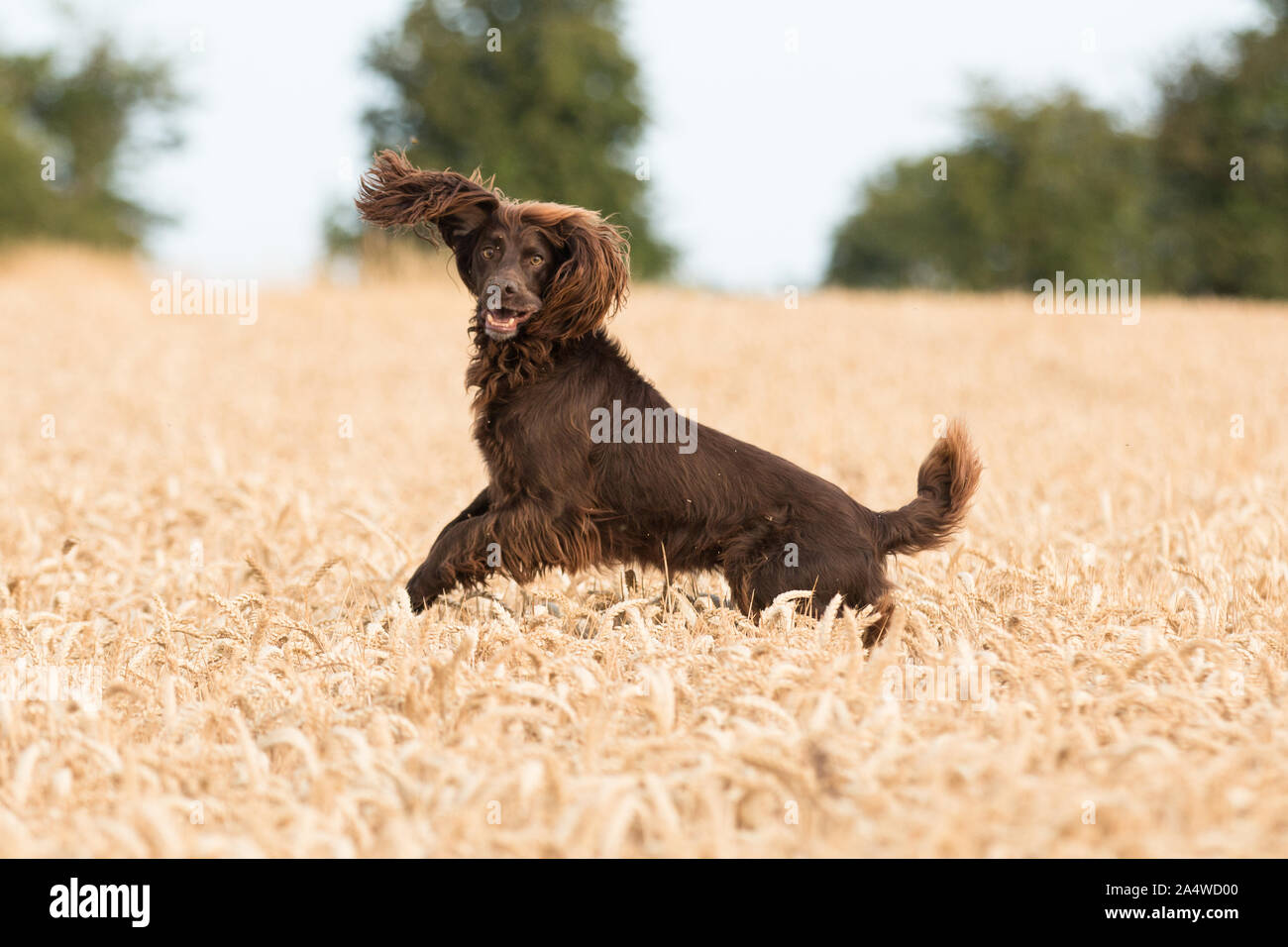 Brown dog jumping through field Stock Photo - Alamy