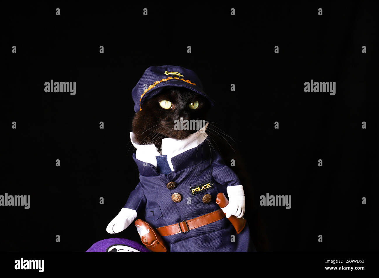 A black cat dressed as a police officer against a black background ...