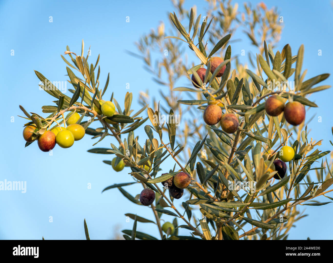black Olive and olive tree, ready for harvesting Stock Photo - Alamy