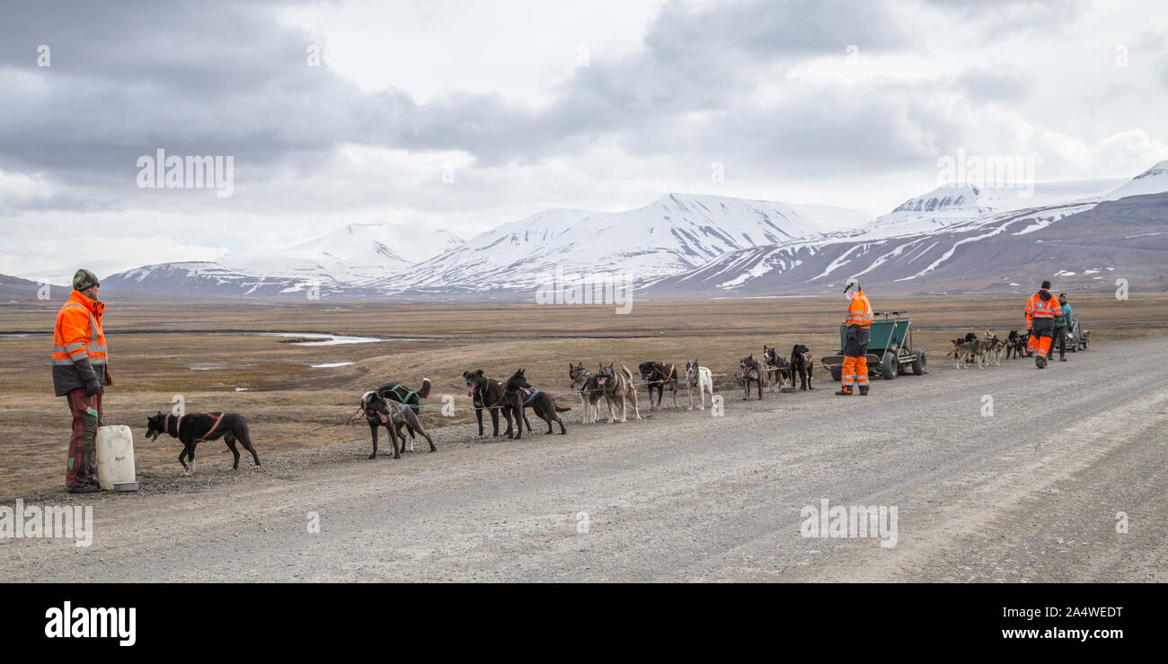 Husky dog sledding on wheels in summer in Longyearbyen, Svalbard ...