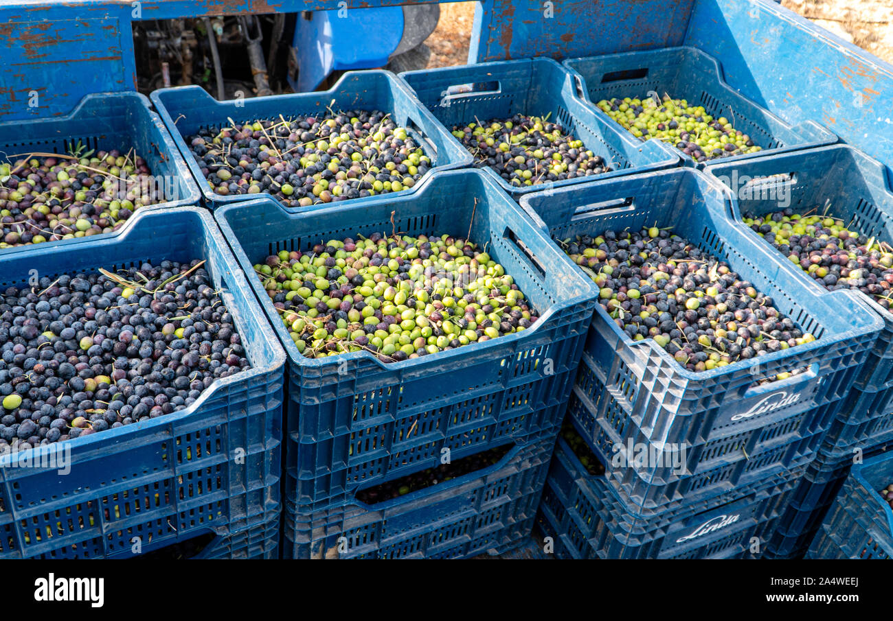 plastic crates filled with freshly harvested olives from olive trees ...
