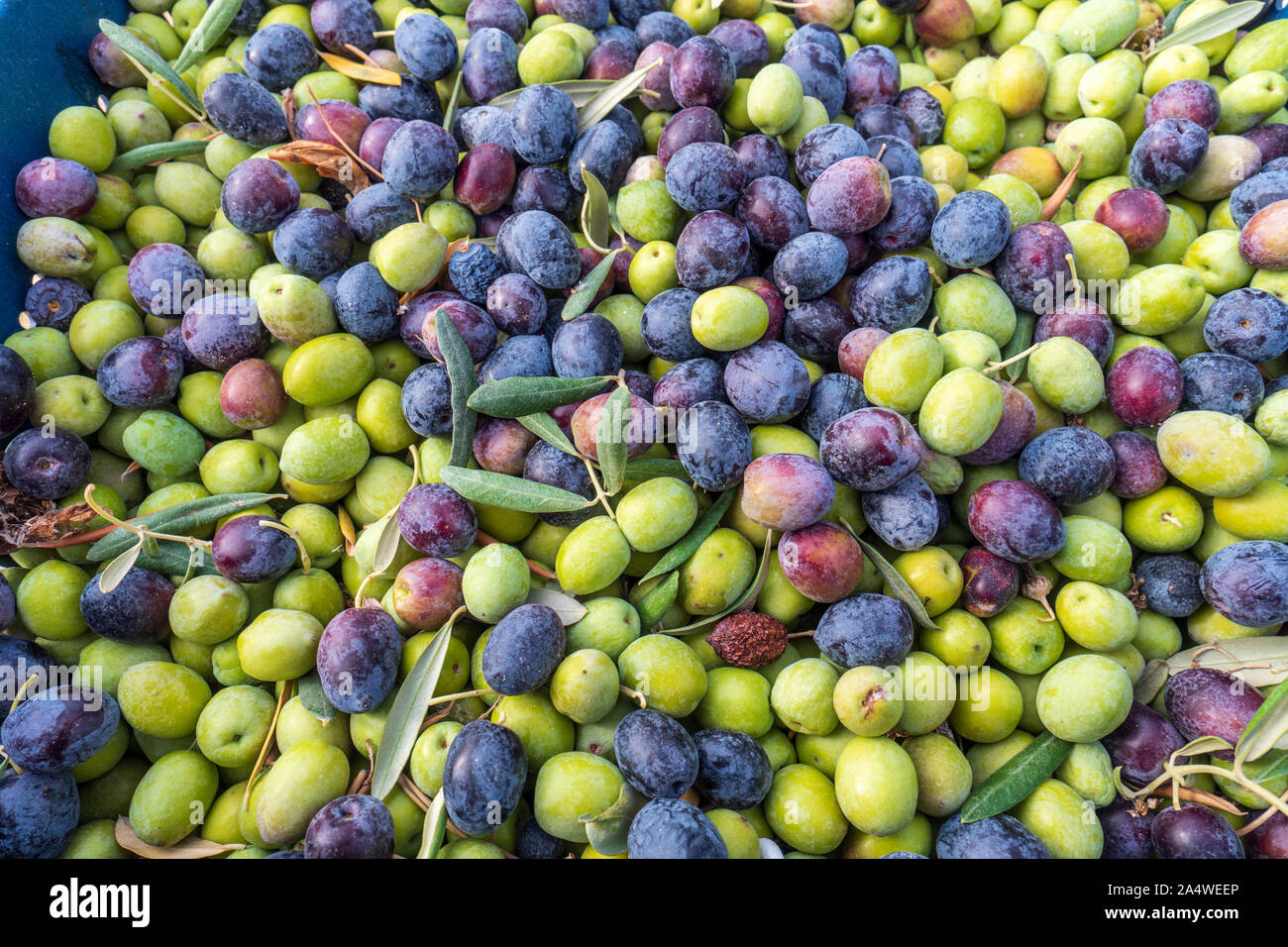 Trees for crates High Resolution Stock Photography and Images - Alamy