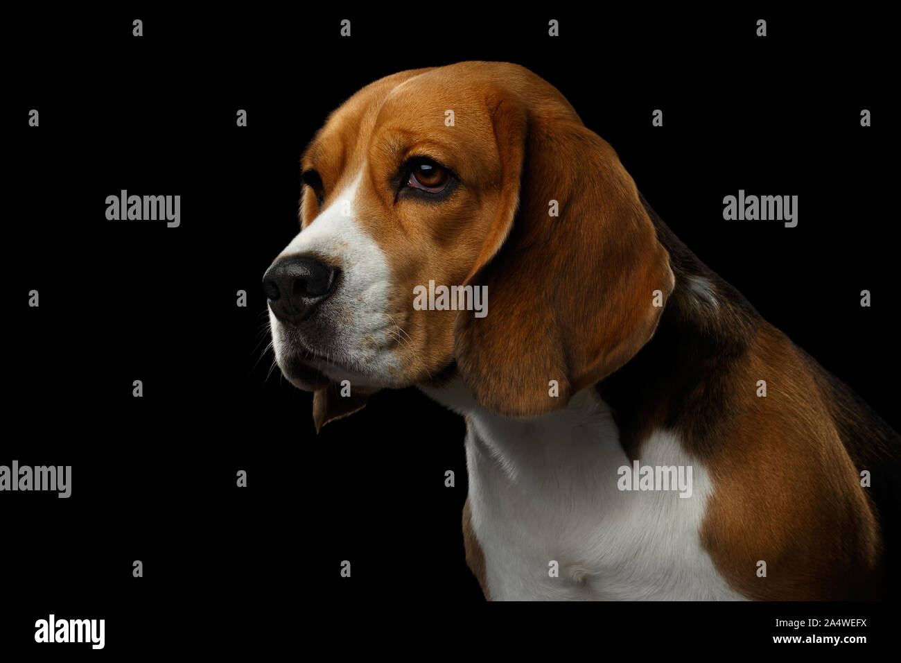 Beagle profile hi-res stock photography and images - Alamy