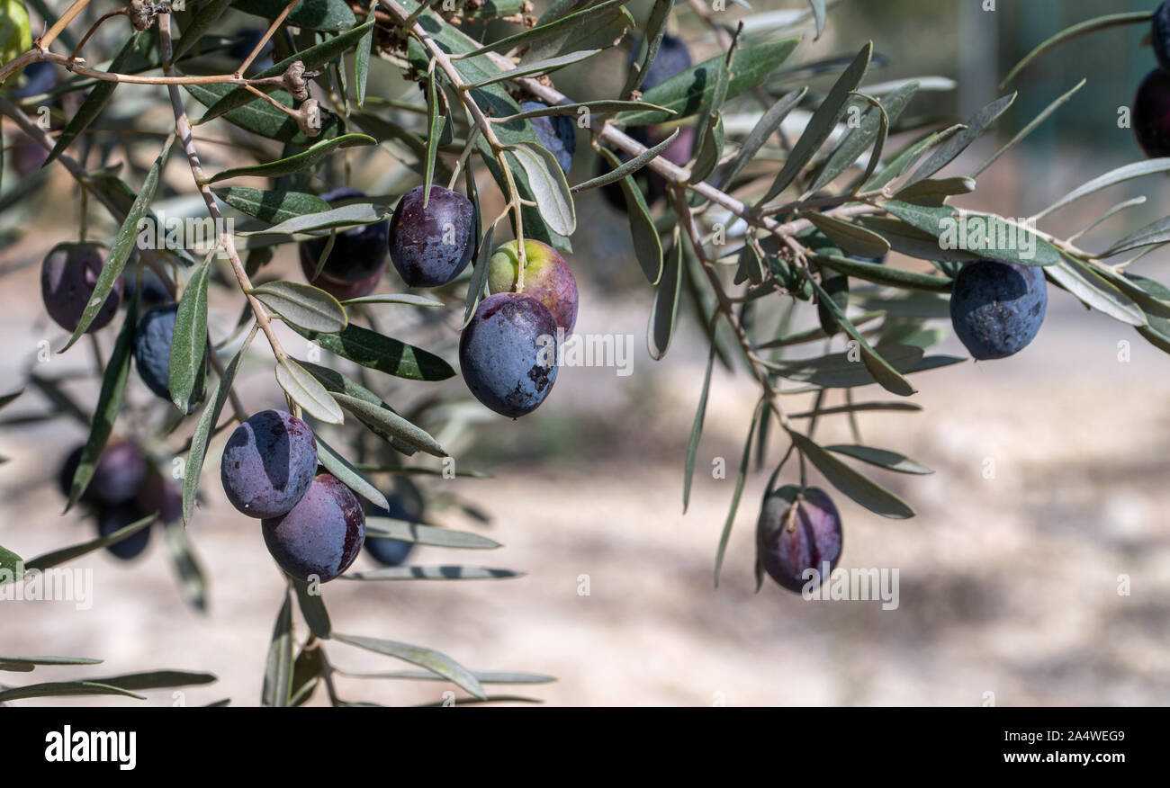 black Olive and olive tree, ready for harvesting Stock Photo - Alamy