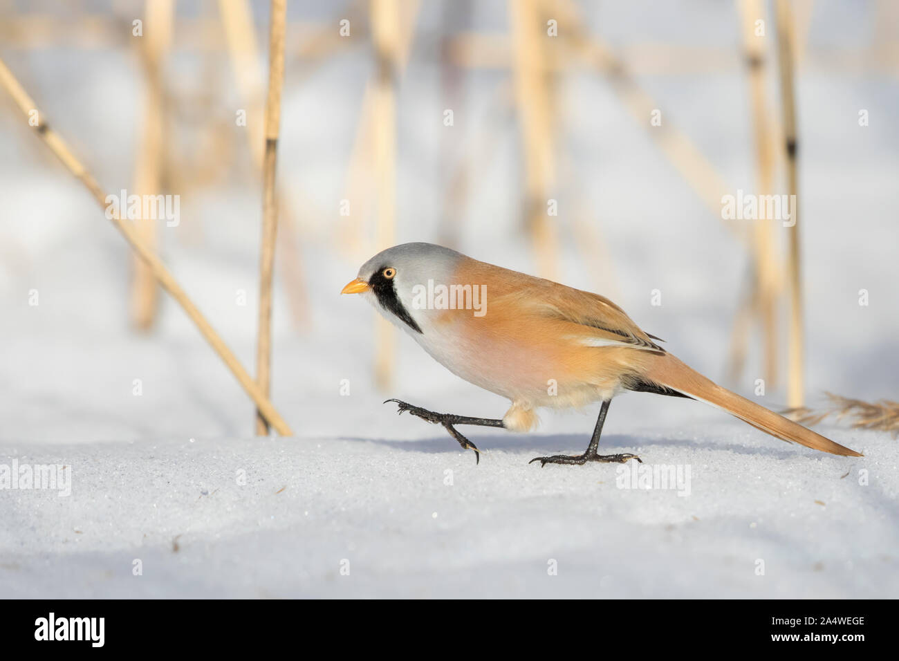 A male Bearded Reedling (Panurus biarmicus) walking on the snow in the ...