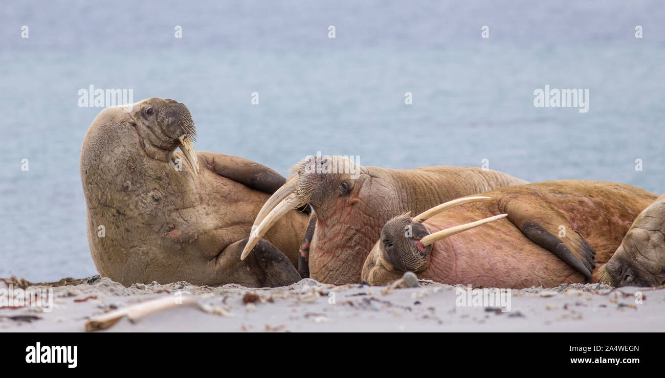 Walruses sleeping on the beach at Smeerenburg on Amsterdamoya in ...