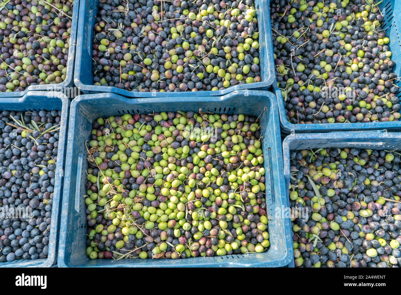 plastic crates filled with freshly harvested olives from olive trees ...