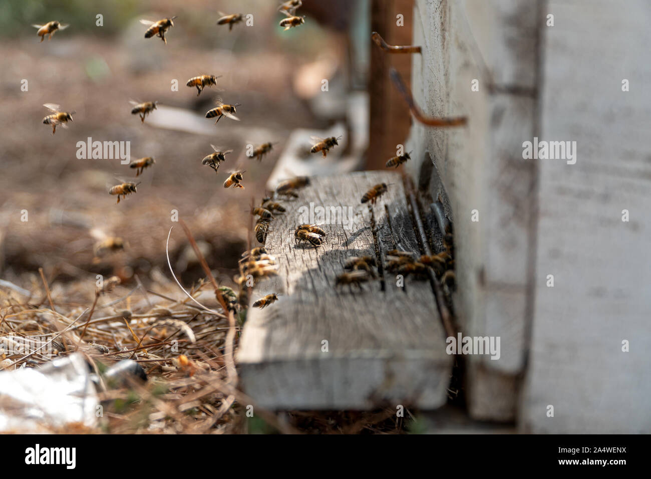 Bees flying in front of a beehive. Beekeeping concept Stock Photo - Alamy