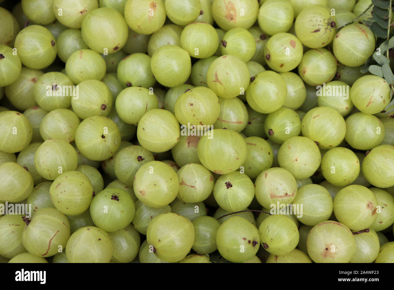 Amla background hi-res stock photography and images - Alamy