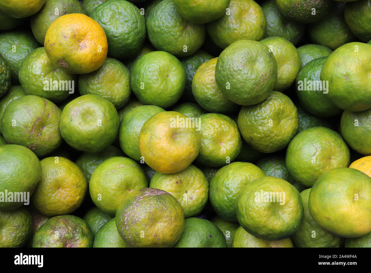 Green orange fruit background. Fresh green orange fruit Stock Photo - Alamy