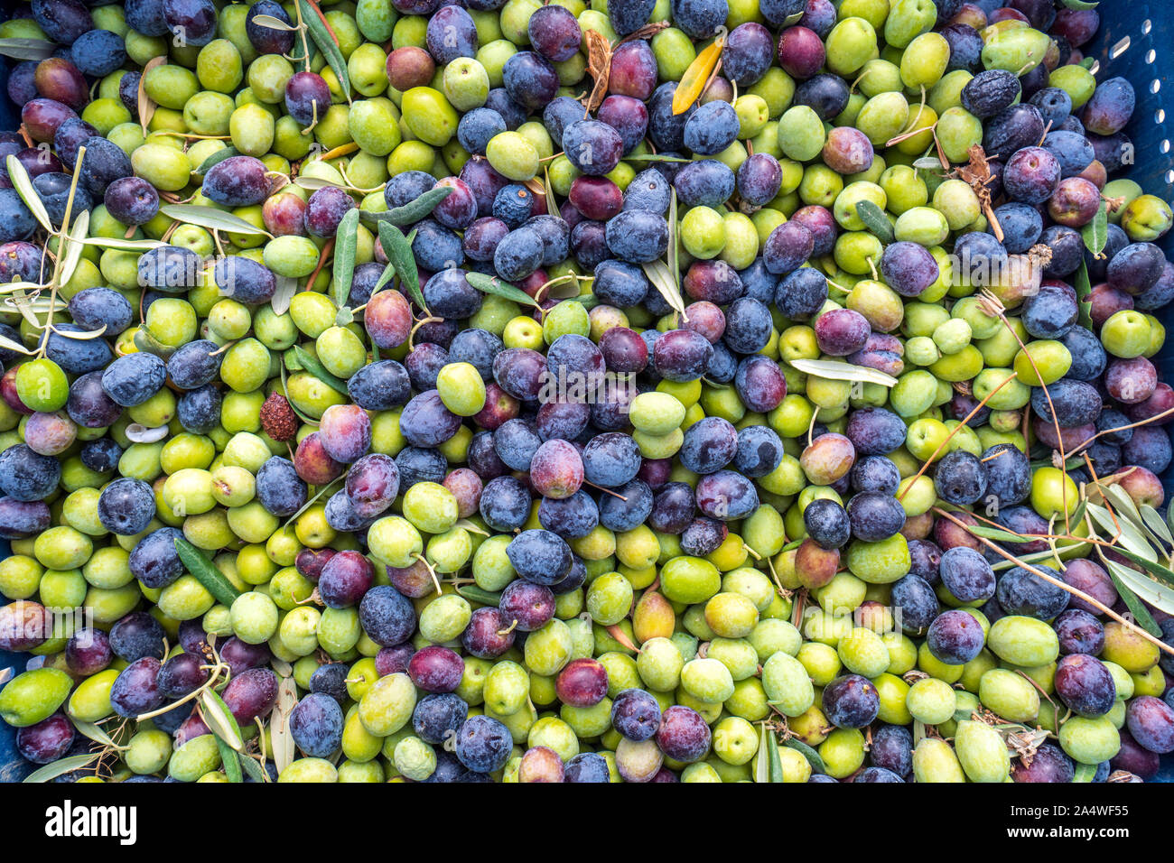 plastic crates filled with freshly harvested olives from olive trees ...
