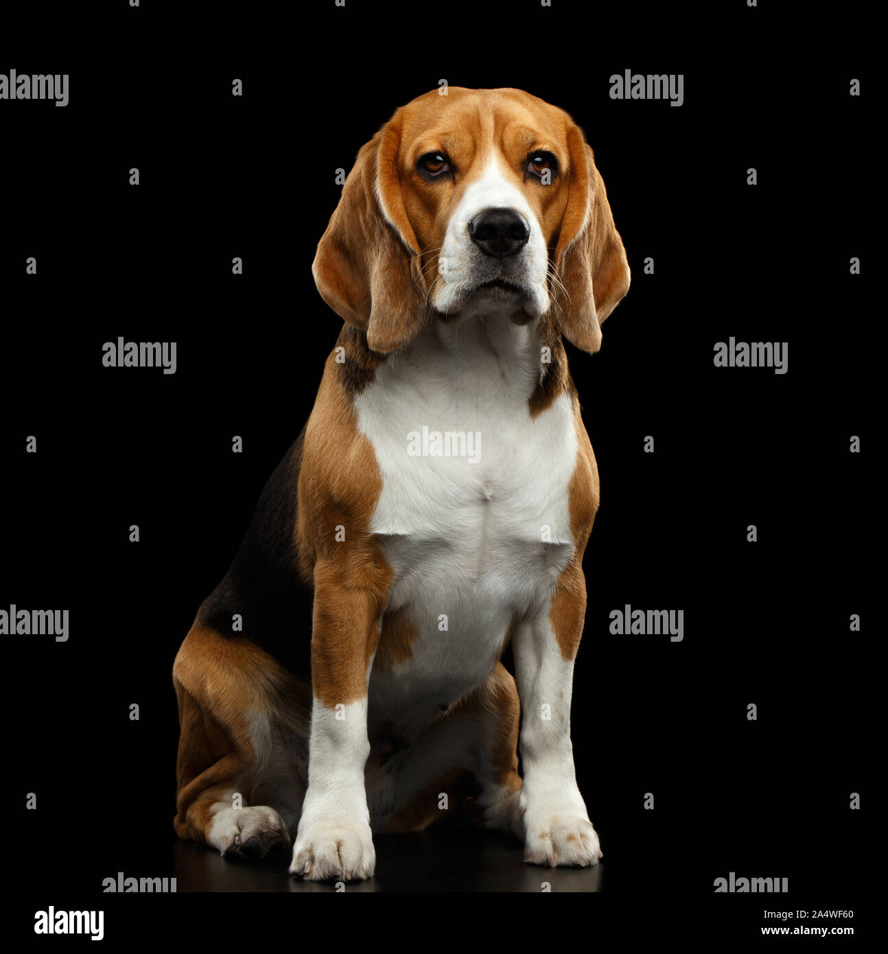 Purebred Beagle Dog Sitting and Looking in Camera Isolated on Black ...