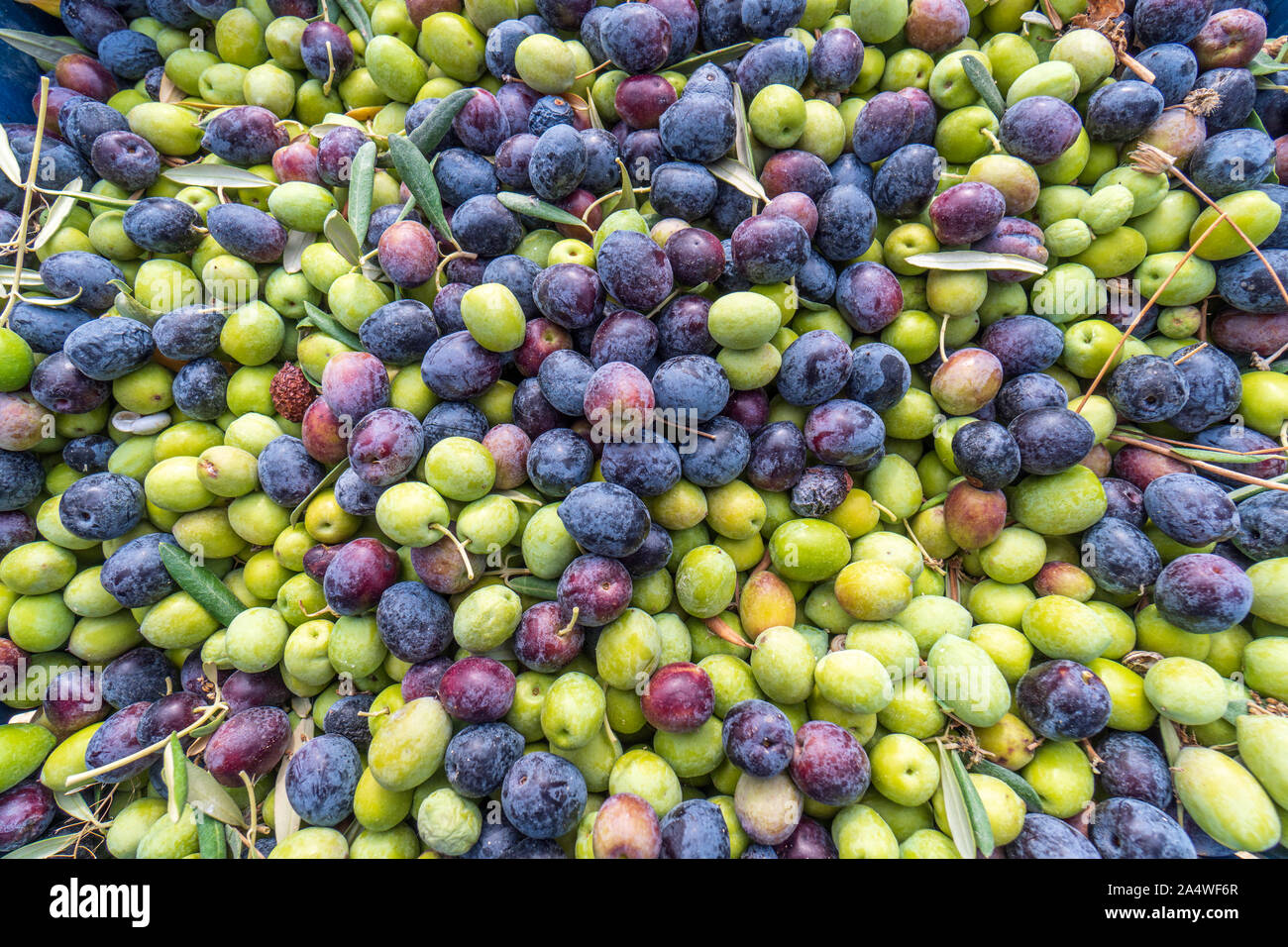 plastic crates filled with freshly harvested olives from olive trees ...