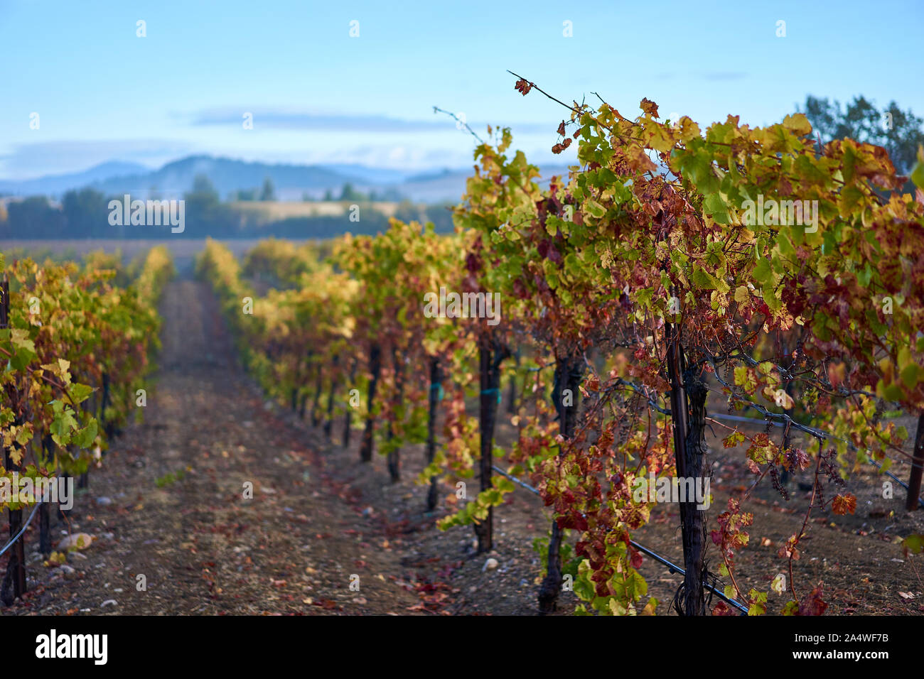 Changing wine hi-res stock photography and images - Alamy