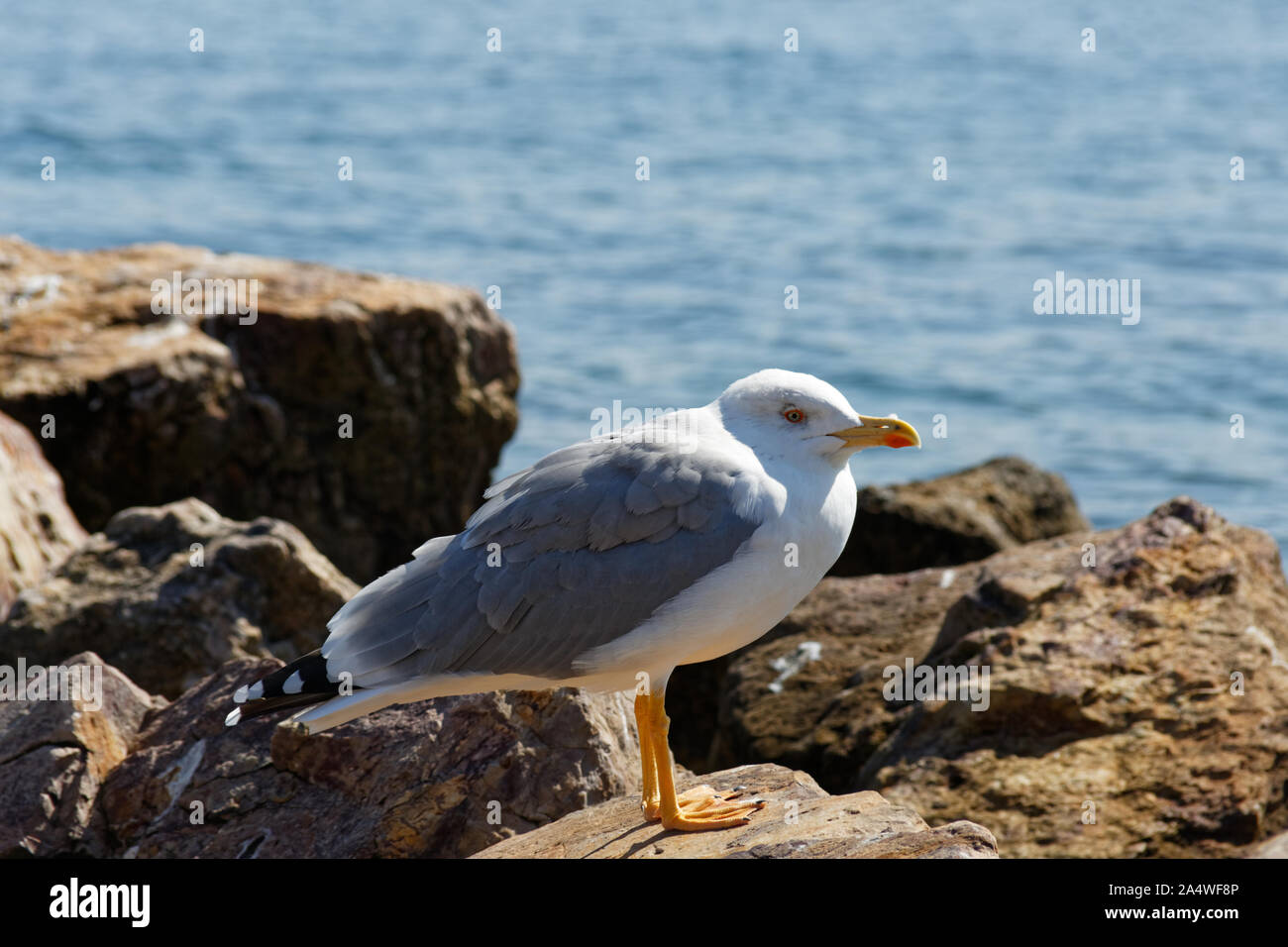 Small young seagull standing on a rock at Kinaliada of Prince Islands ...