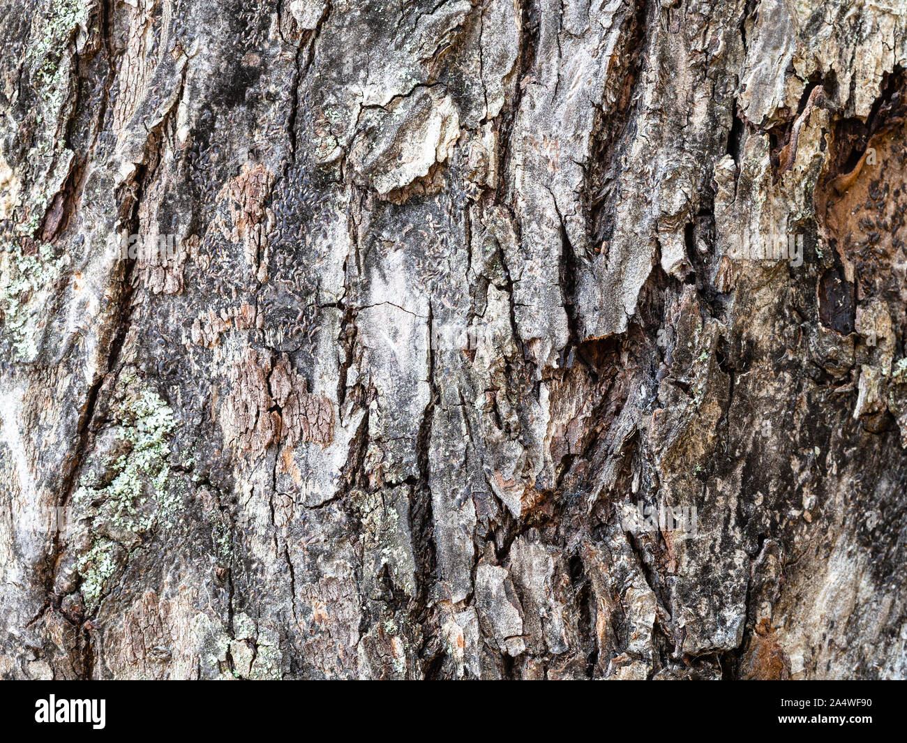 natural texture - uneven bark on old trunk of apple tree close up Stock ...