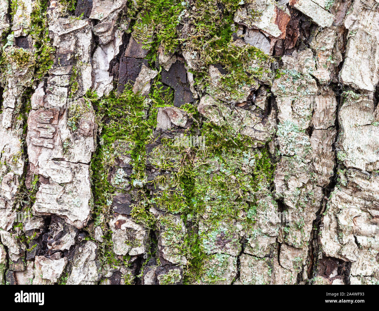 natural texture - cracked bark on mature trunk of apple tree close up ...