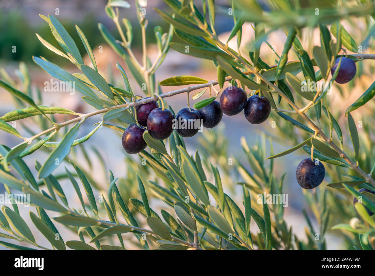 black Olive and olive tree, ready for harvesting Stock Photo - Alamy