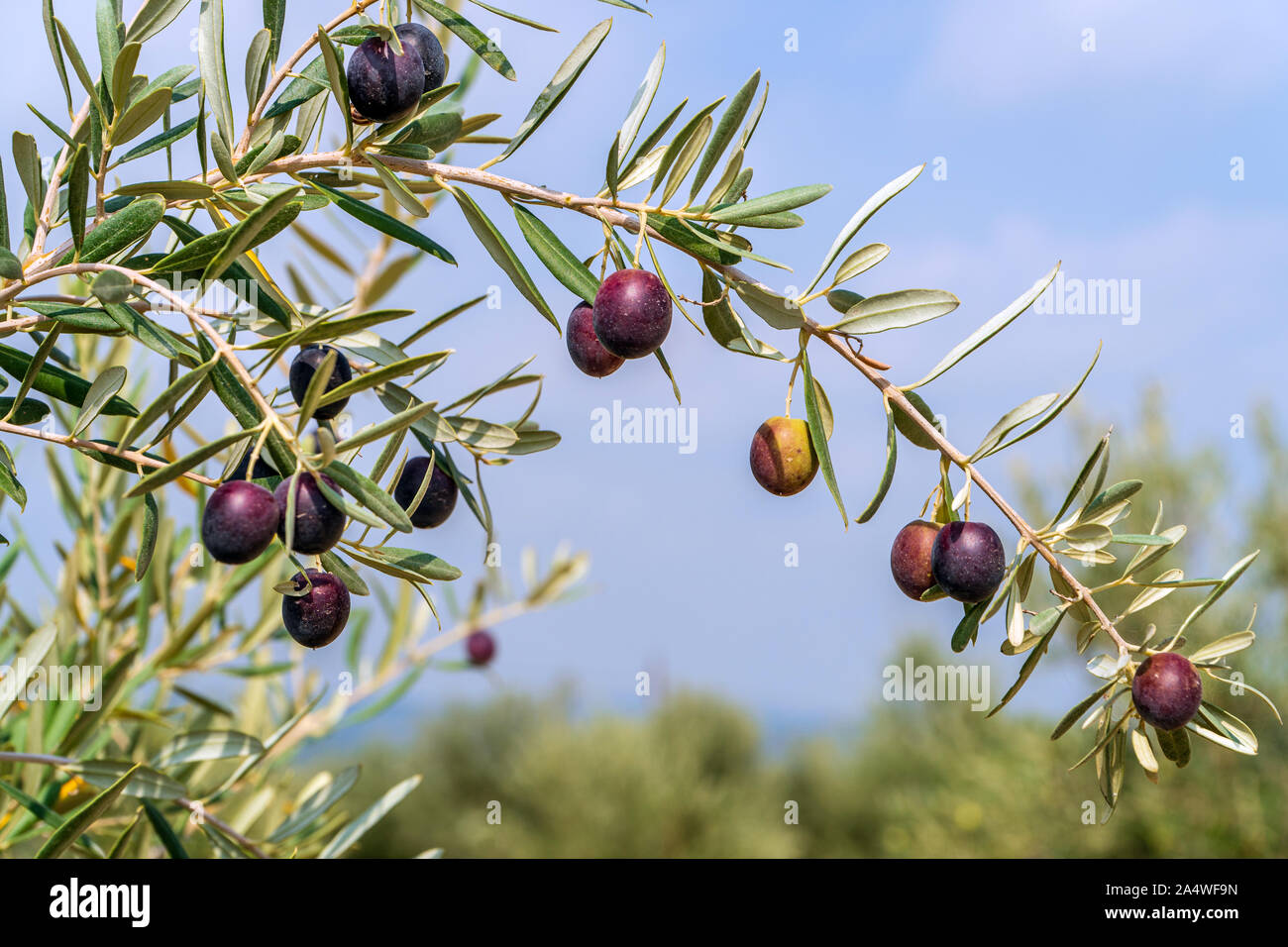 black Olive and olive tree, ready for harvesting Stock Photo - Alamy