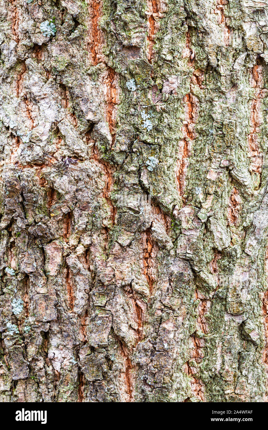 natural texture - rough bark on old trunk of ash tree (fraxinus ...