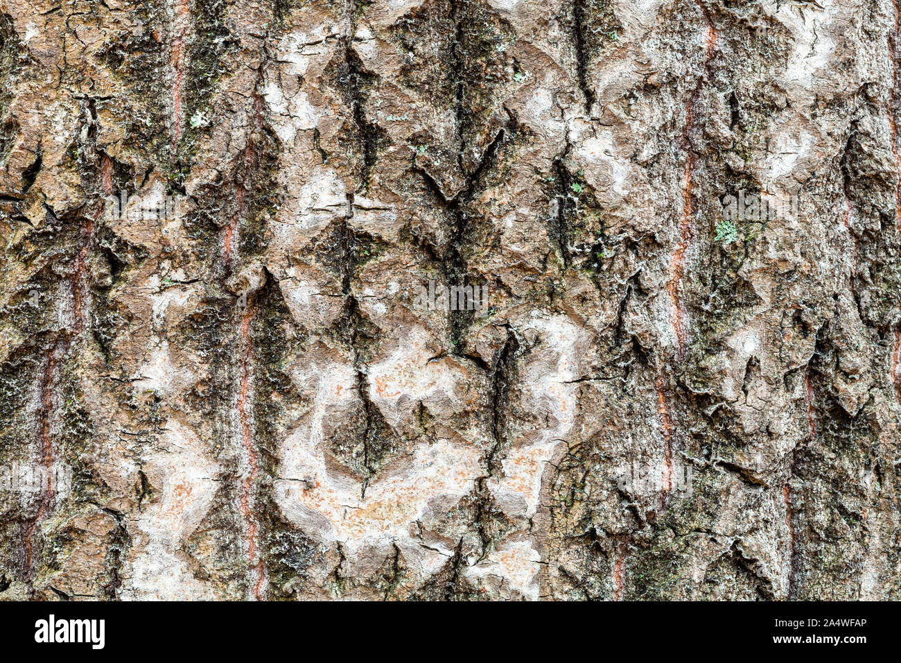 natural texture - wet and uneven bark on old trunk of aspen tree ...