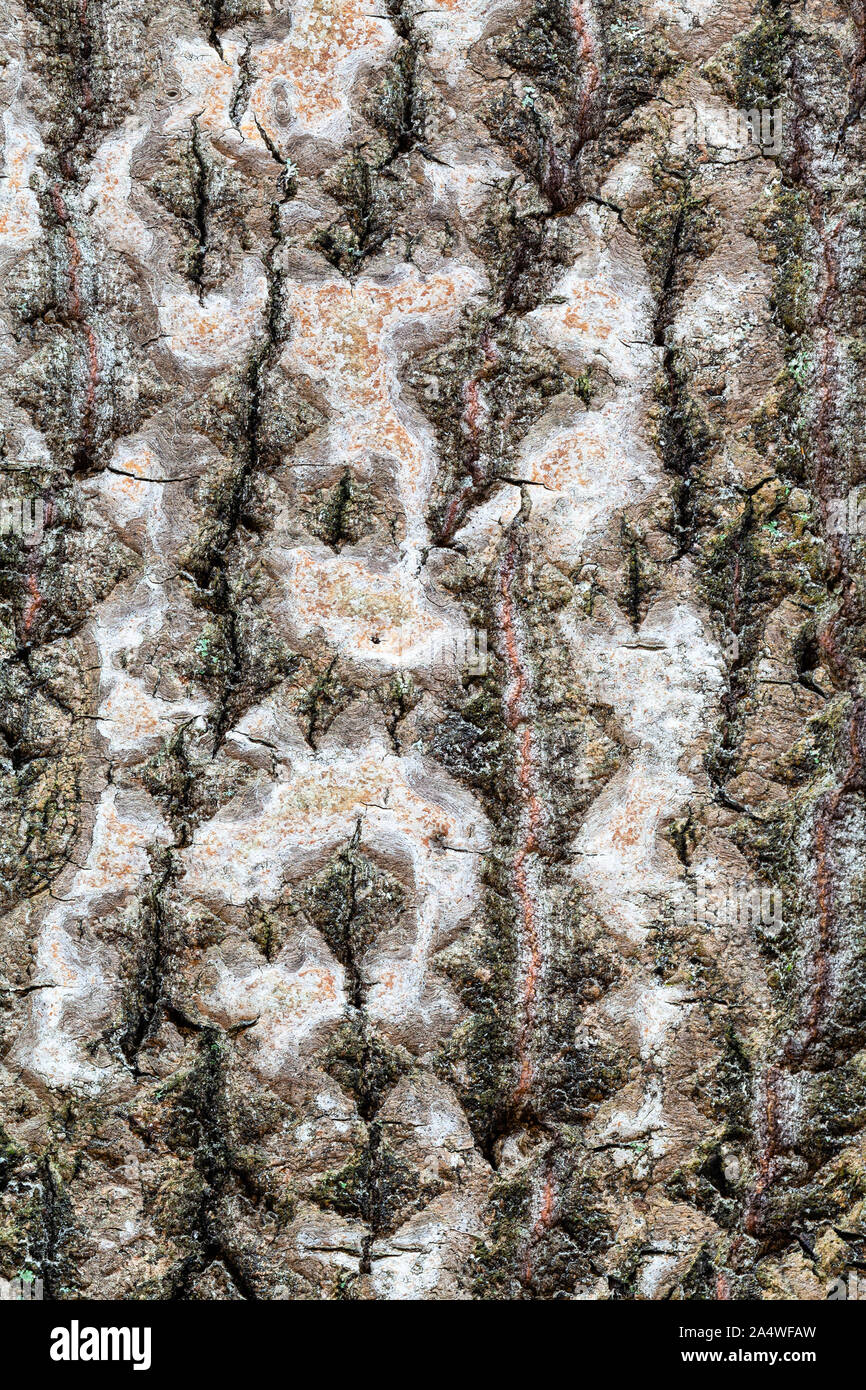 natural texture - wet and rough bark on old trunk of aspen tree ...
