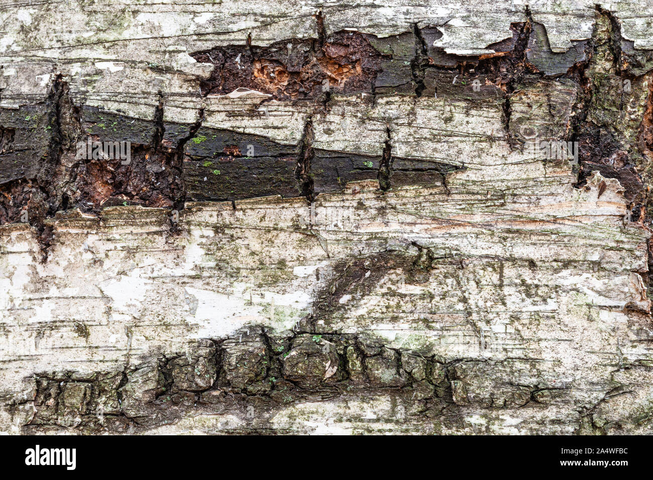 Downy birch betula pubescens bark hi-res stock photography and images ...