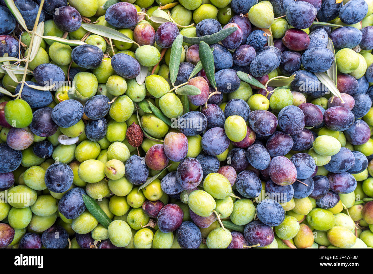 plastic crates filled with freshly harvested olives from olive trees ...
