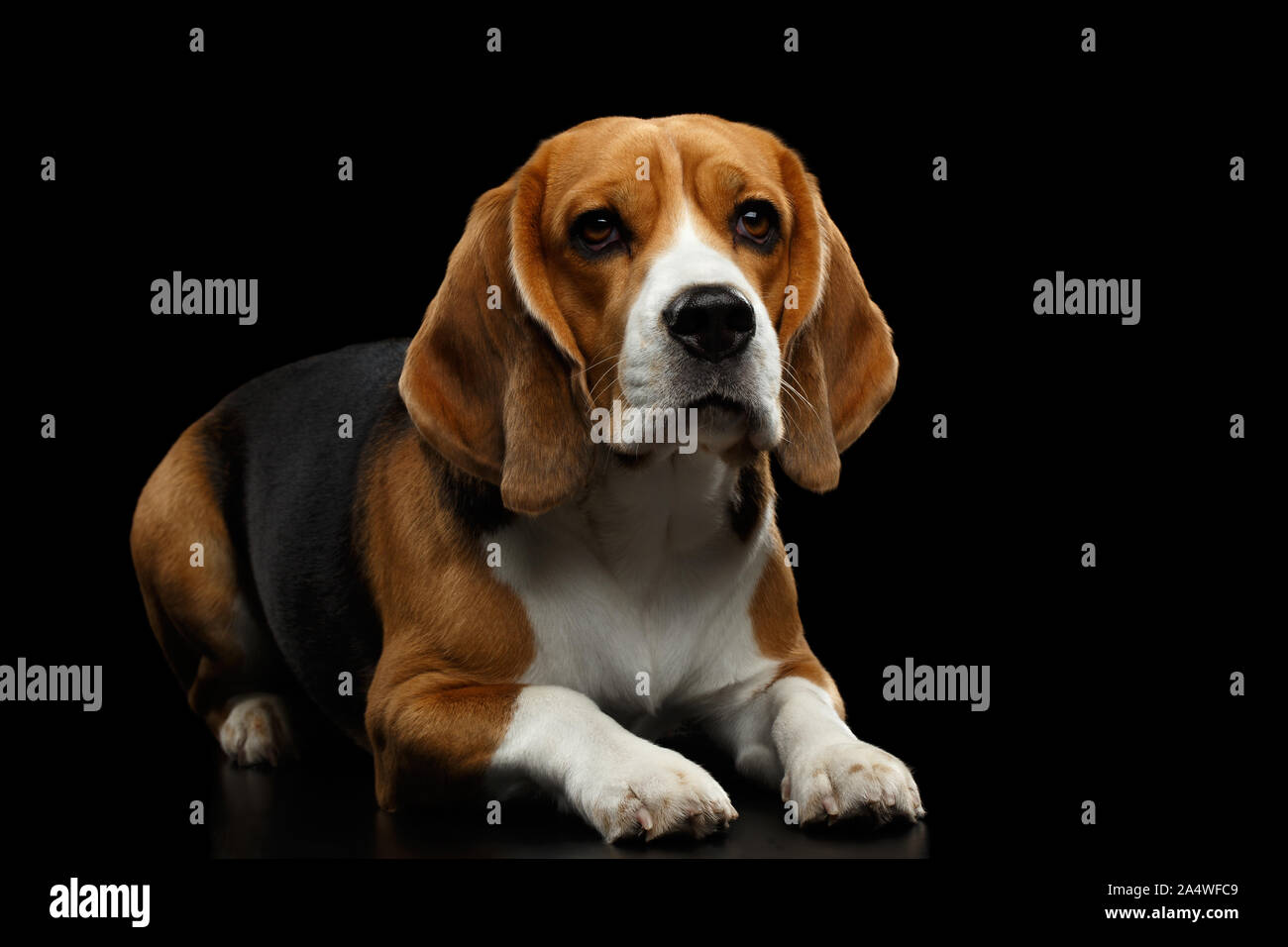 Sad beagle looking up hi-res stock photography and images - Alamy