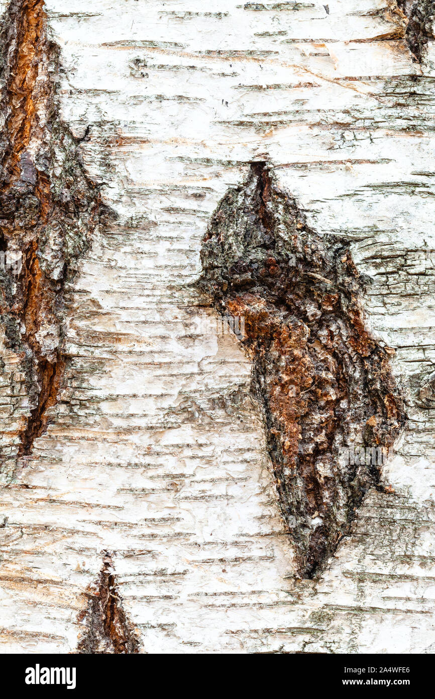 natural texture - gnarled bark on trunk of birch tree (betula pendula) close up Stock Photo - Alamy