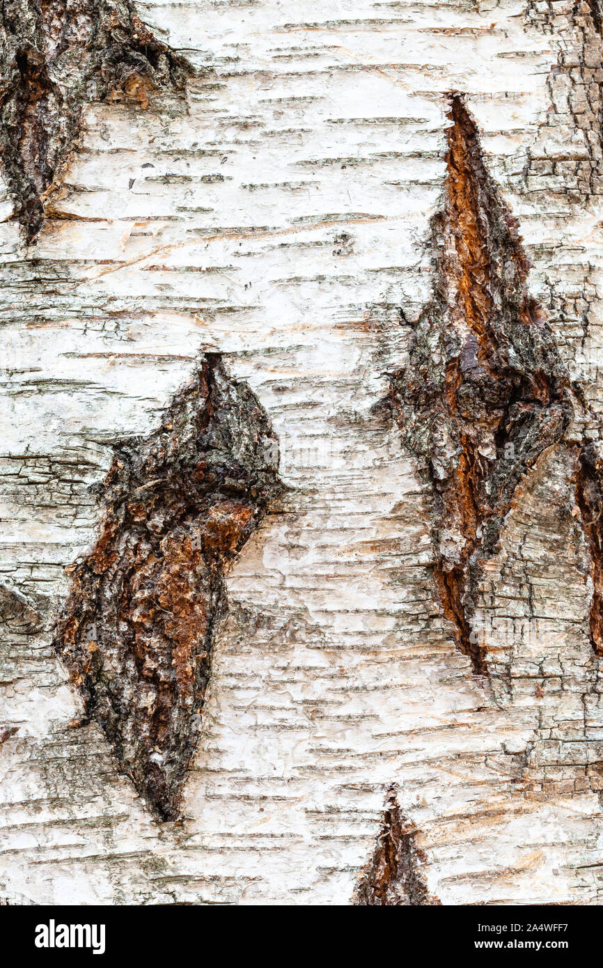natural texture - uneven bark on trunk of birch tree (betula pendula ...