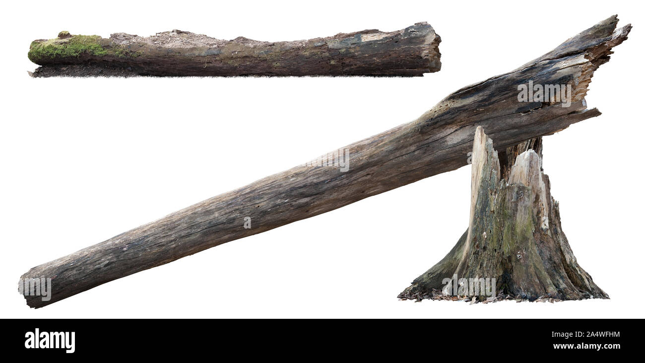 Cutout fallen tree. Old tree trunk. Dead tree stump isolated on white ...