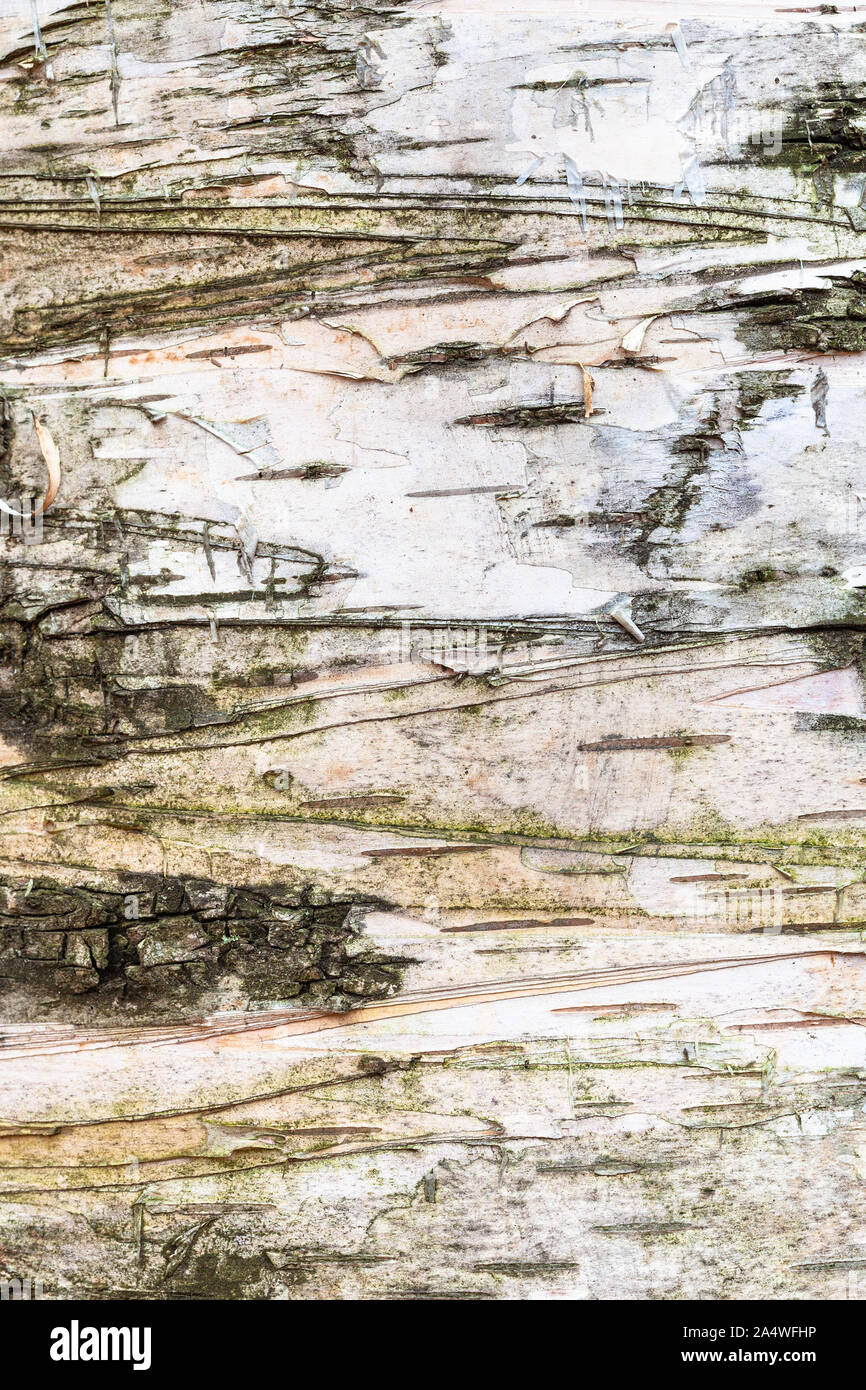 Downy birch betula pubescens bark hi-res stock photography and images ...