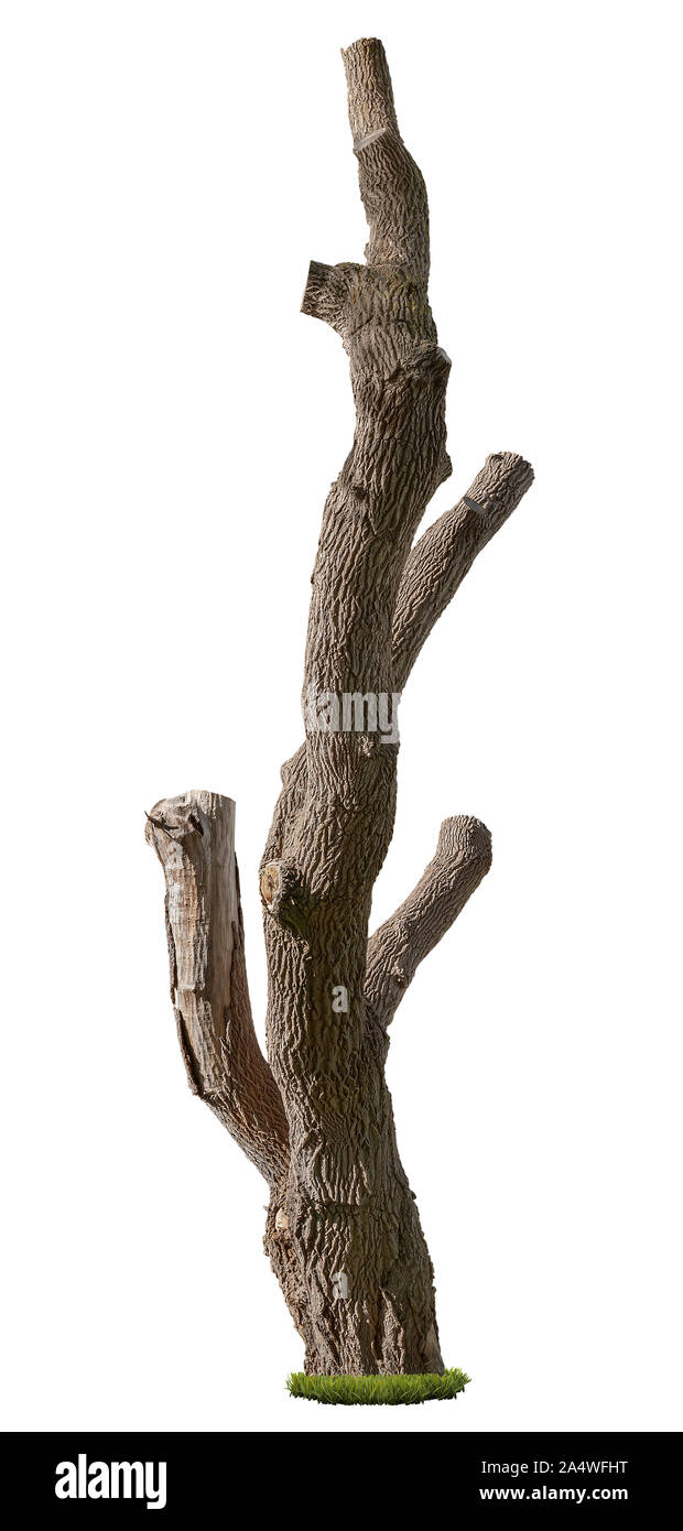 Cutout pruned tree. Old tree trunk. Dead tree stump isolated on white ...