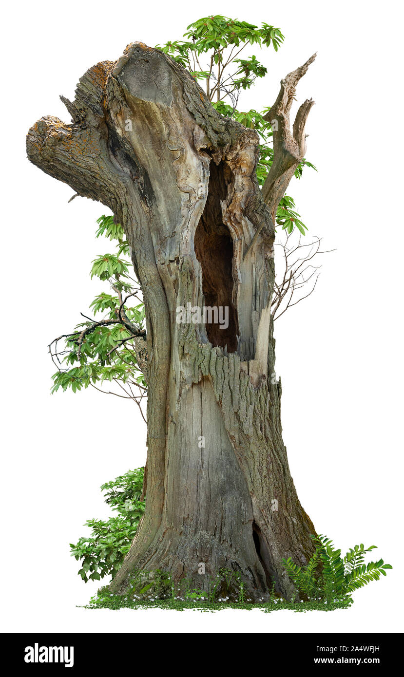 Cutout pruned tree. Old tree trunk. Dead tree stump isolated on white ...