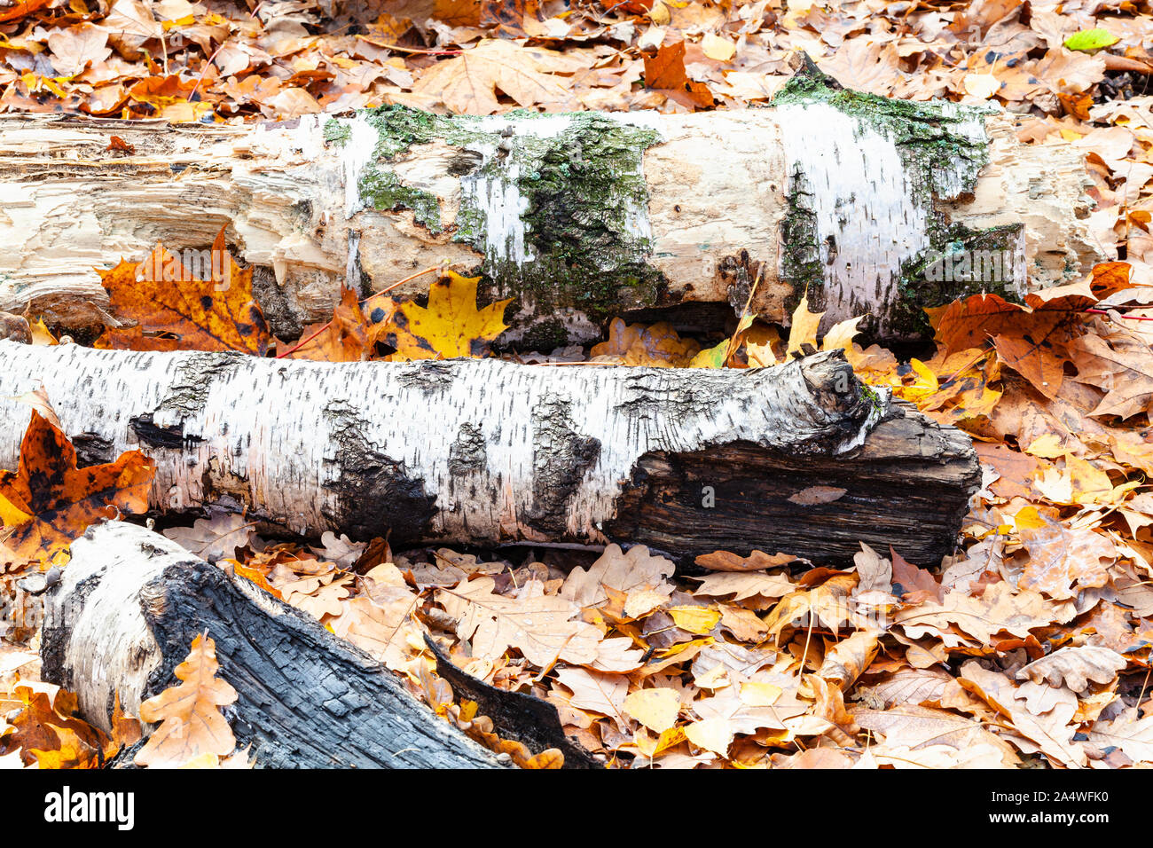 broken birch tree trunks on meadow covered by fallen leaves in city ...