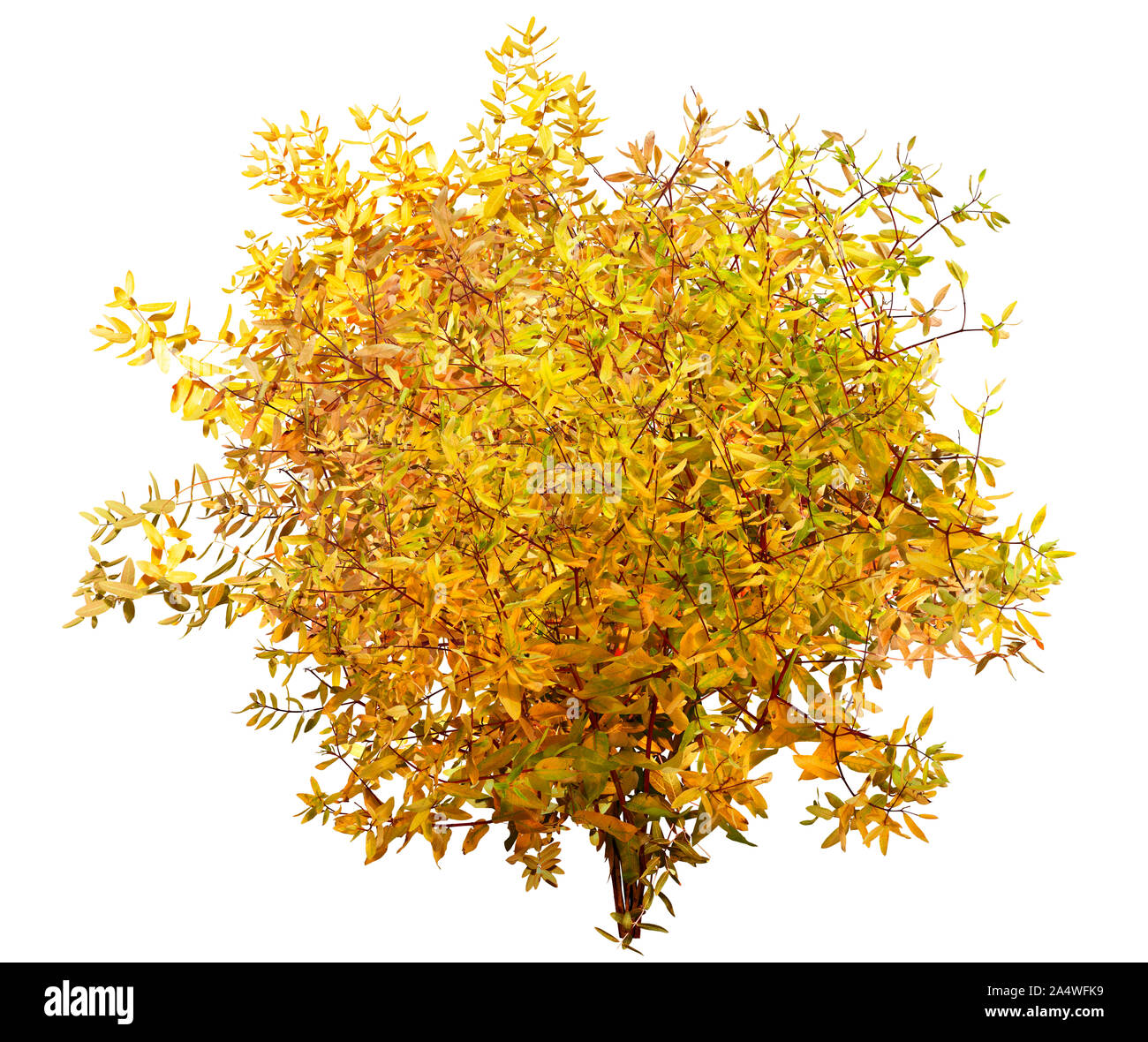 Thicket shrub hi-res stock photography and images - Alamy