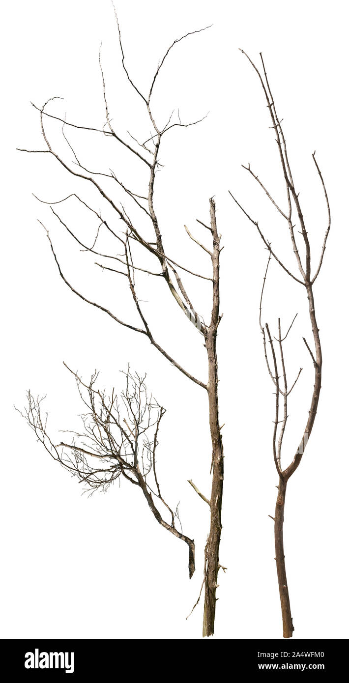 Cutout broken branches. Dry tree branch isolated on white background ...