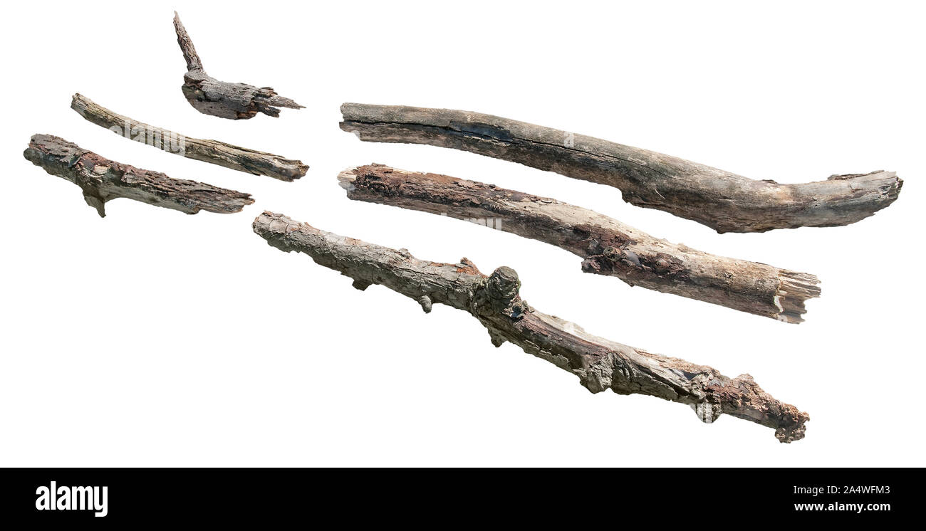 Cutout broken branches. Dry tree branch isolated on white background ...