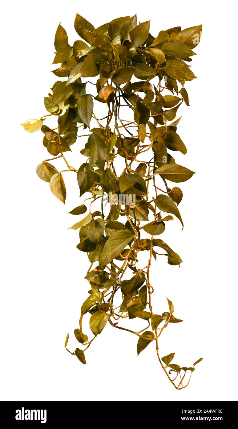 Climbing plant cutout hi-res stock photography and images - Alamy