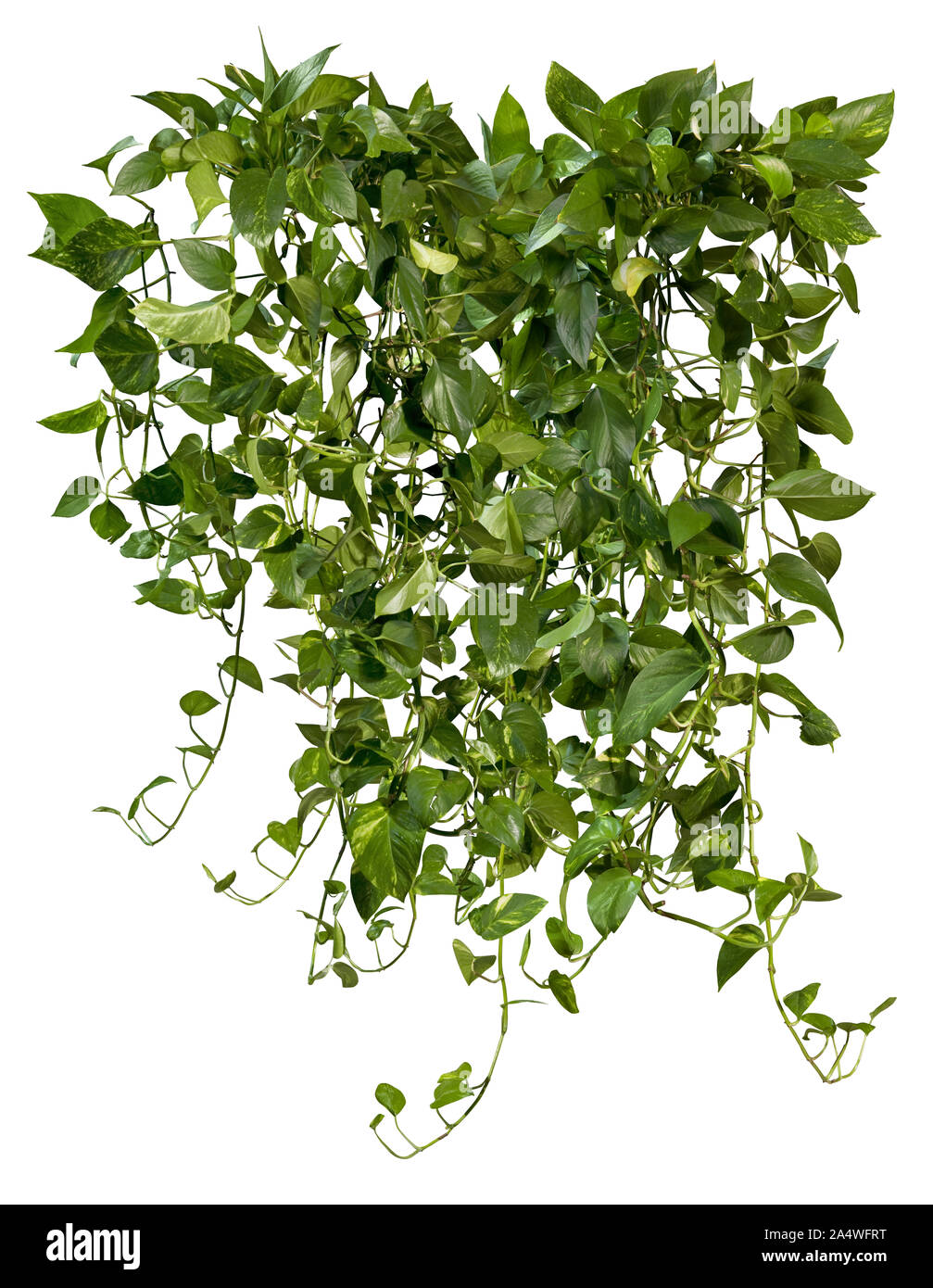 Cutout jungle vIne. Ivy with green foliage. Climbing plant isolated on ...