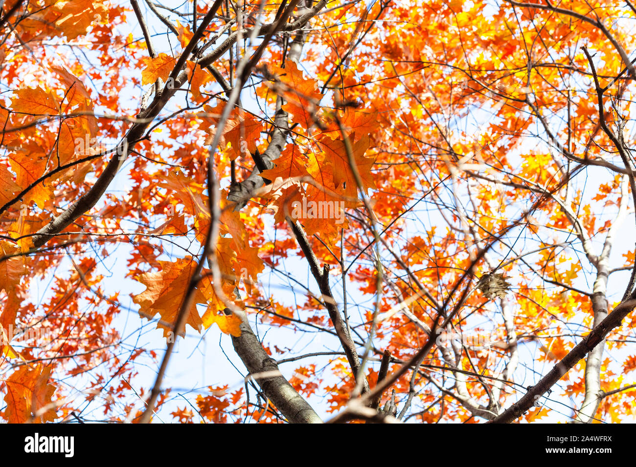 Tangled branches hi-res stock photography and images - Alamy
