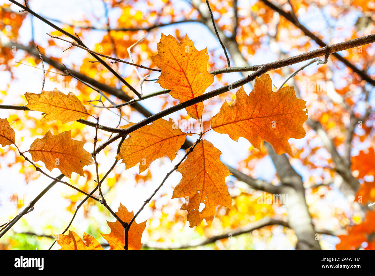 Tangled oak tree hi-res stock photography and images - Alamy