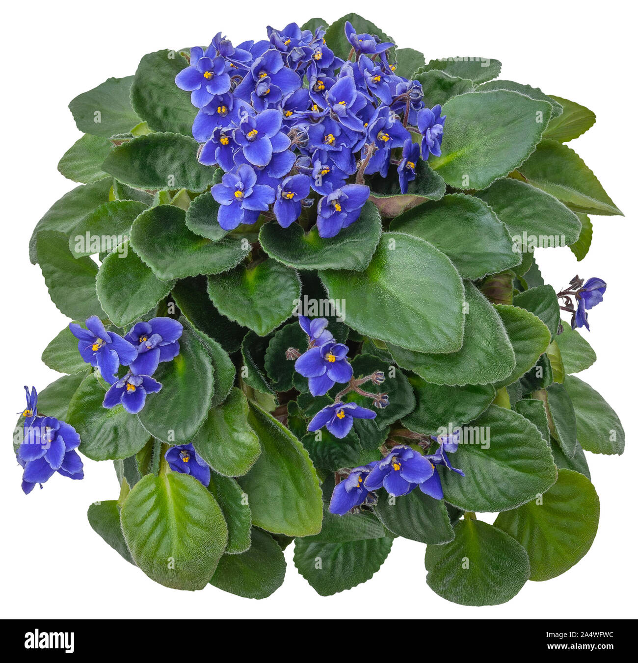 Cutout african violet. Flower hedge isolated on white background ...
